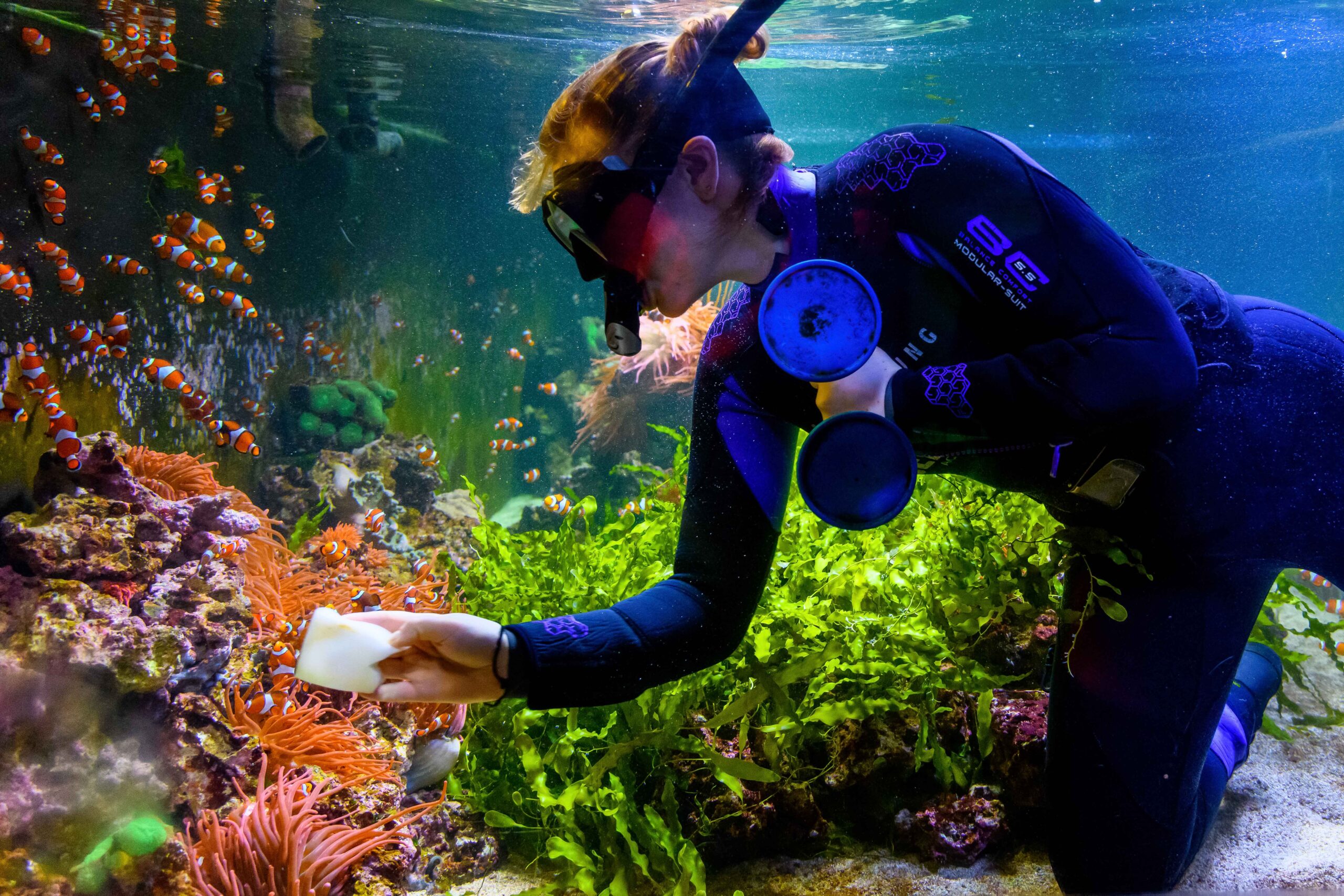 SEA LIFE London Aquarium's team of expert aquarists have counted its ...