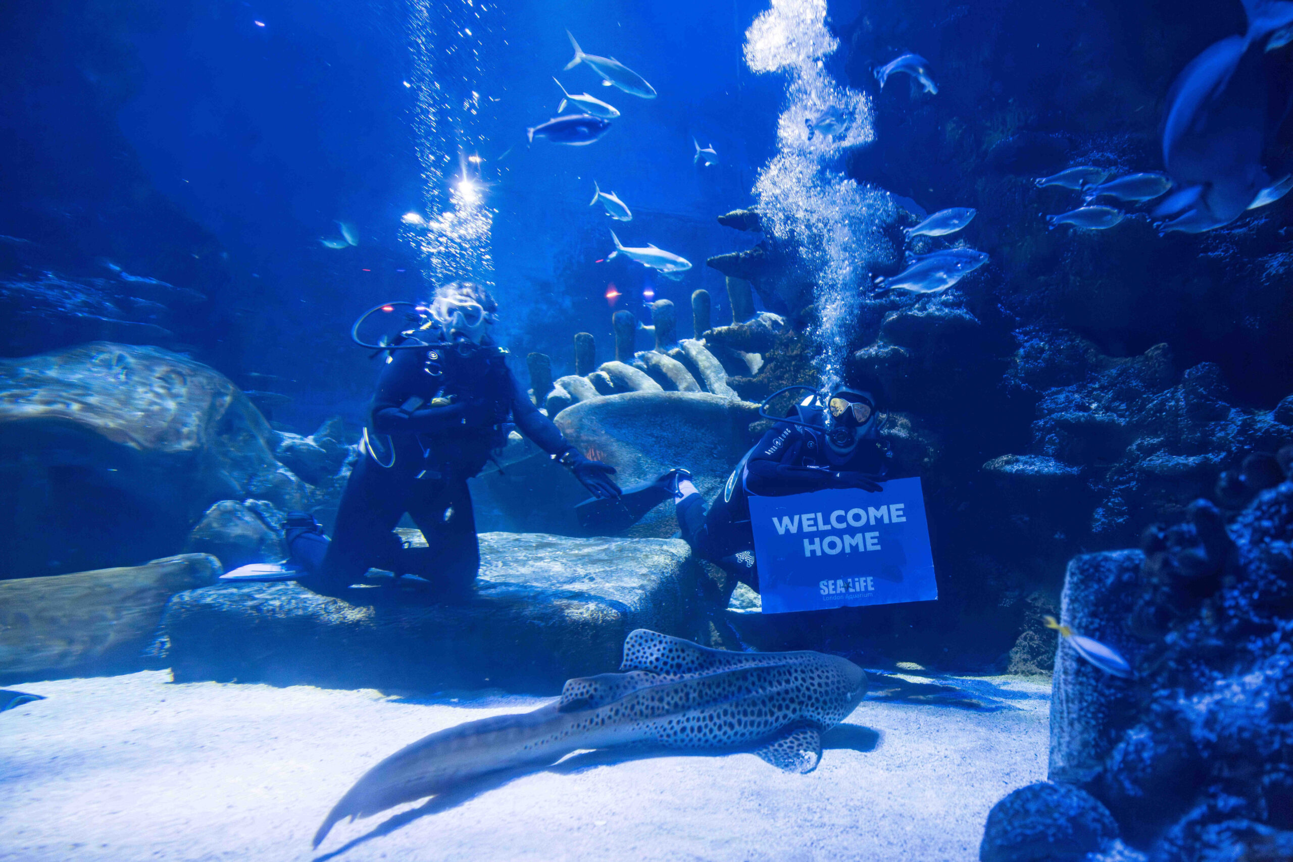ZEBBY THE ZEBRA SHARK MAKES A SPLASH AS HE JOINS THE SEA LIFE LONDON ...