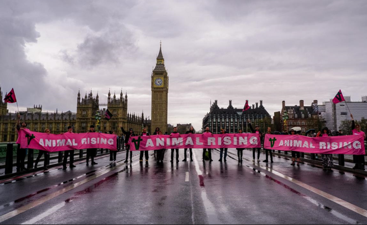 Epsom Is Next: Animal Rising Declares Intention To Disrupt The Derby ...