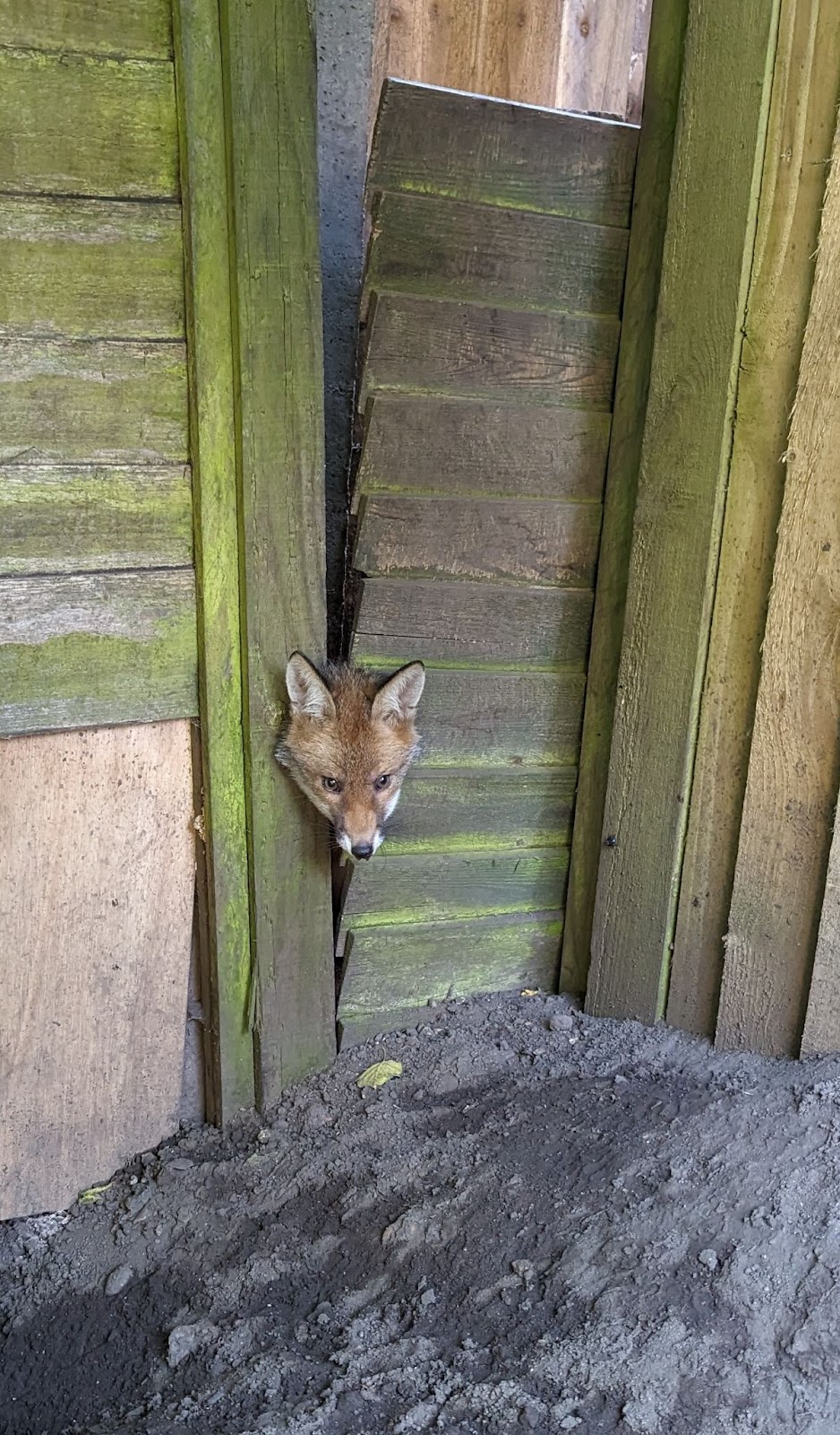Outfoxed by a fence! London fox cub is rescued by RSPCA - London Post