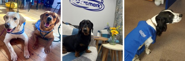 Celebrating the UK’s furry friends and raising vital funds for Canine ...