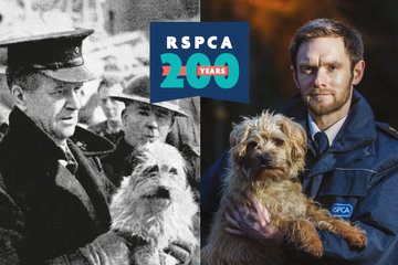 RSPCA celebrates 200 years: 111 pets rehomed each day, 400 laws changed ...