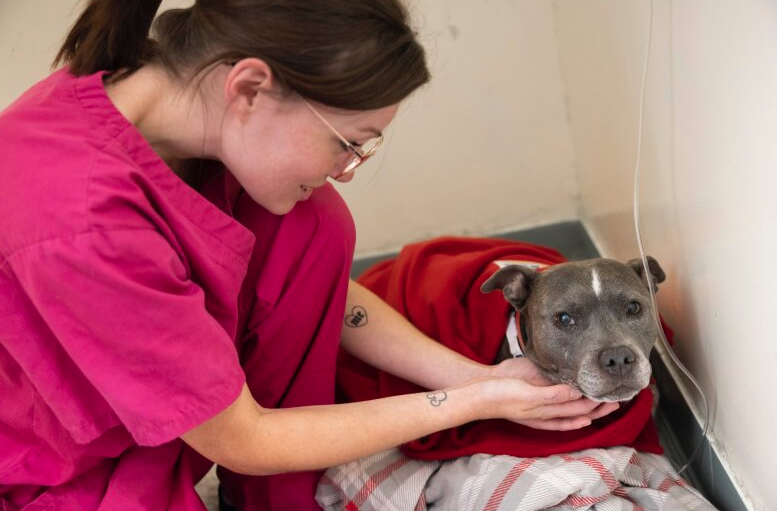 Leading veterinary charity reveals the six-figure cost of offering life ...
