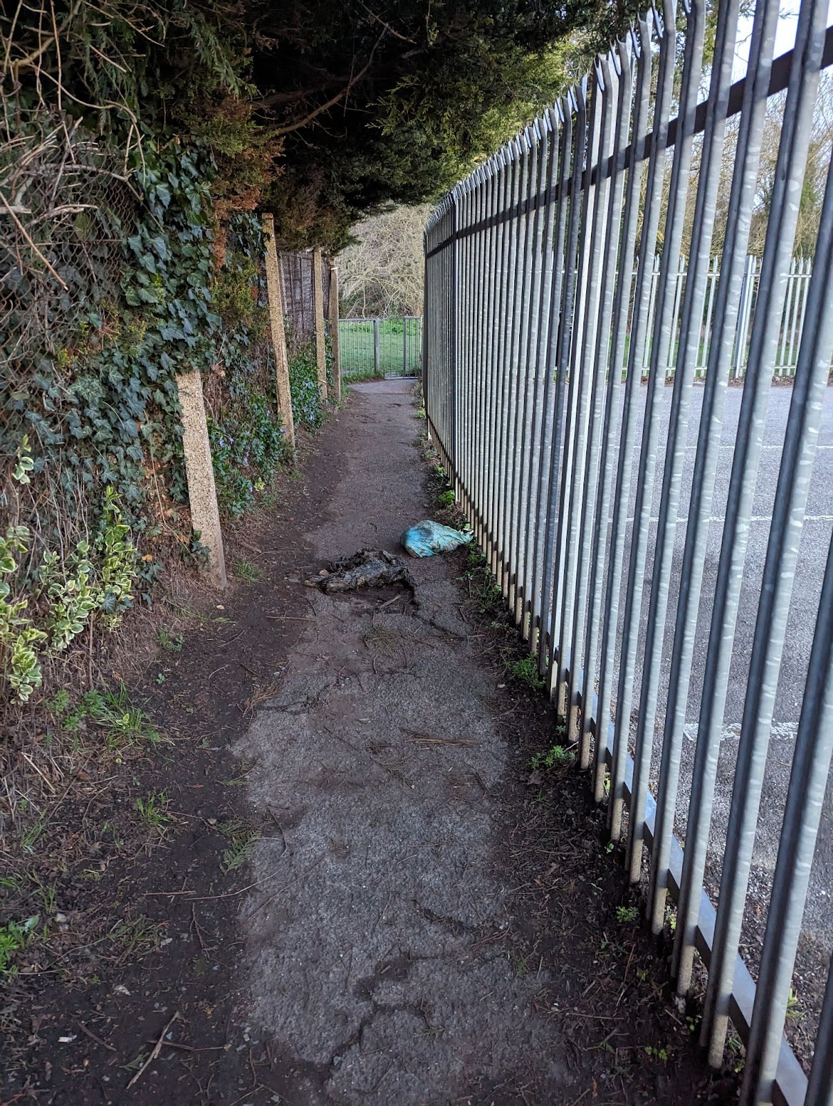 Appeal for information after seven dead rabbits discovered in Sidcup ...