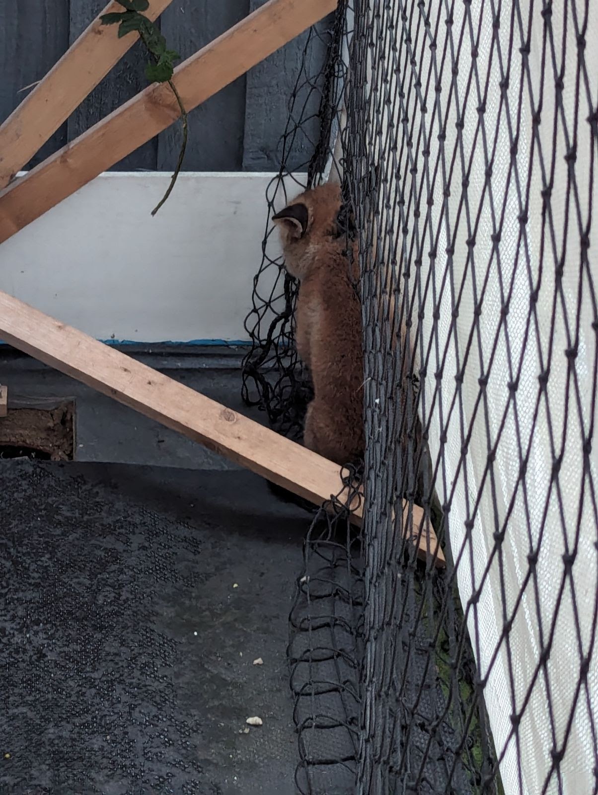 RSPCA issues warning after fox cubs rescued from sports netting ...