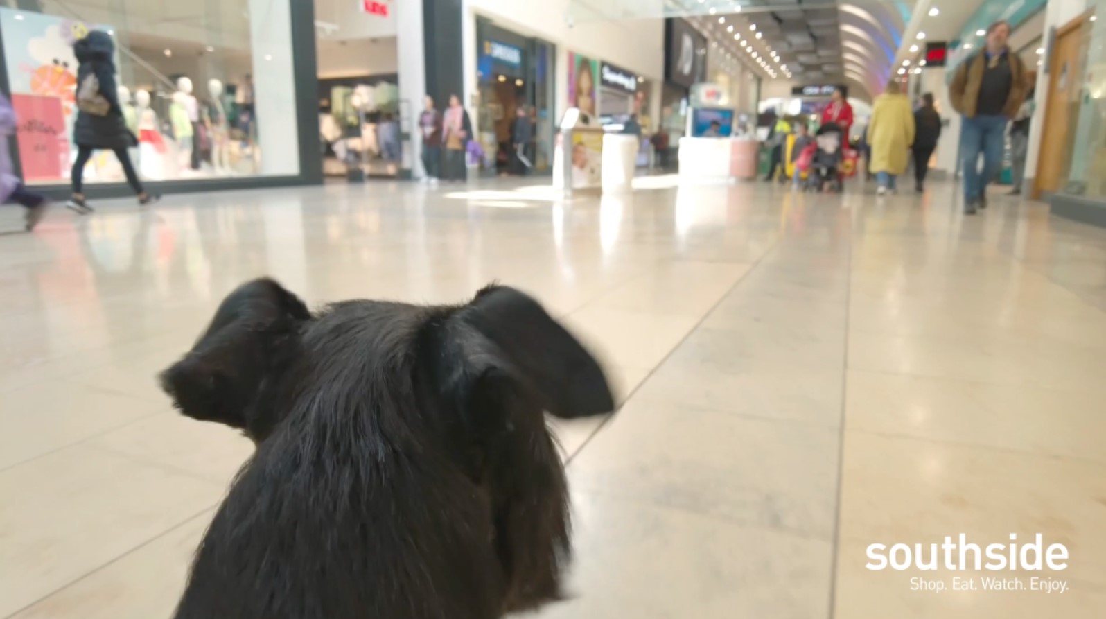 Southside Shopping Centre Celebrates One Year Being Dog-Friendly With ...
