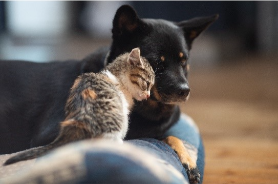 As Larry the cat gains a new housemate in Downing Street, a leading vet ...