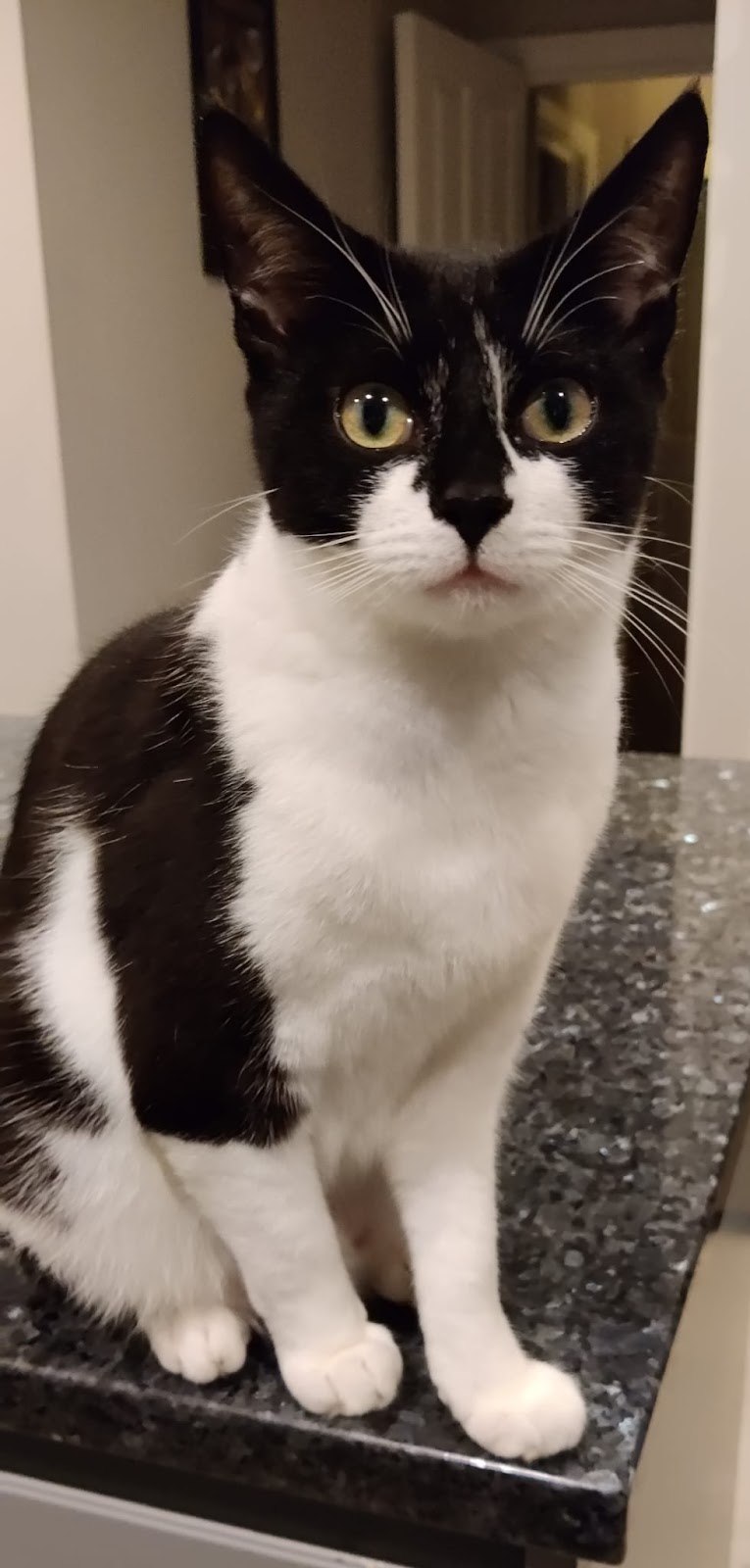 Young cat Dart hopes to hit the mark after waiting 450 DAYS to find ...