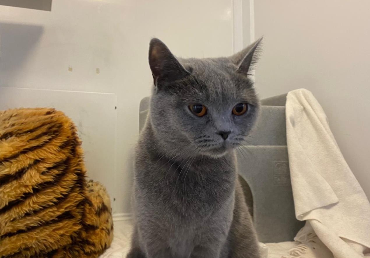 North London charity Mayhew faces ‘cat crisis’ as number of abandoned ...