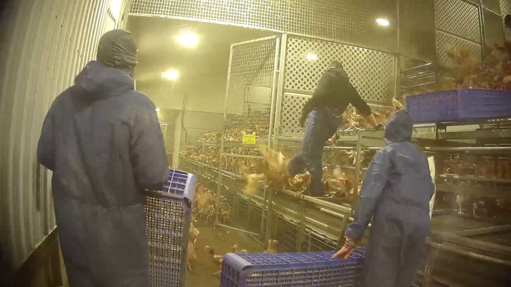RSPCA slammed for reinstating controversial 'chicken catching gang ...
