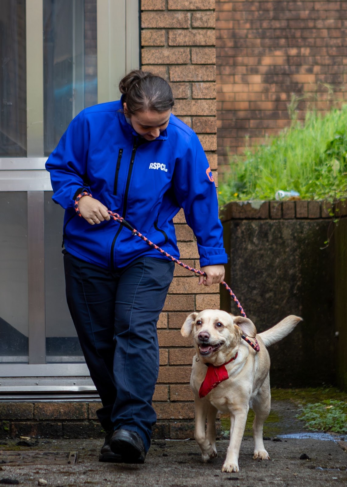 Exciting opportunity as RSPCA seeks to hire animal rescue officers in ...