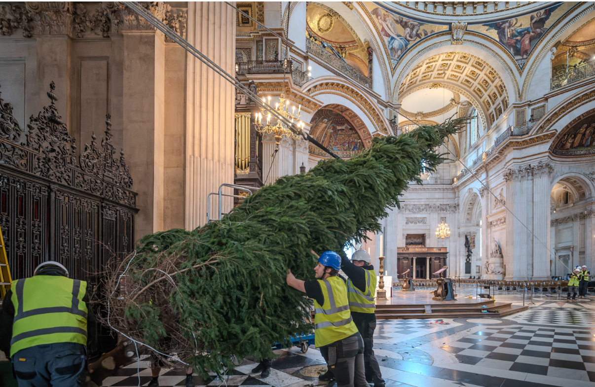 Christmas trees arrive at St Paul’s Cathedral in 90th year of royal ...
