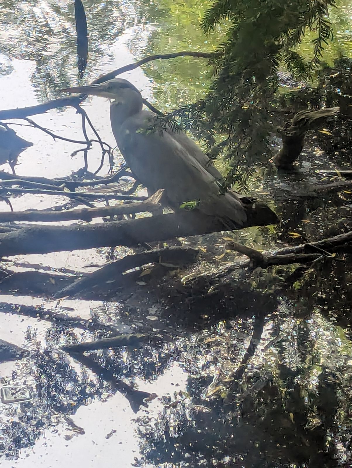 Fishing line claims life of heron as RSPCA reiterates litter warning ...