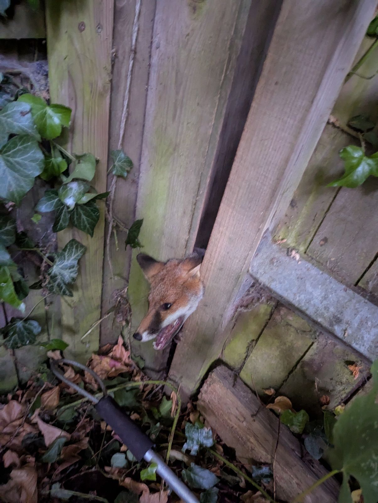 Fox with head stuck in fence for 24 hours rescued by RSPCA - London Post