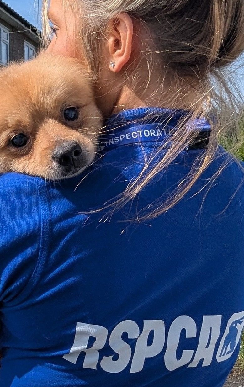 RSPCA rescue 80 dogs from one property - London Post