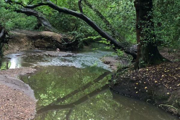Thames21 explores ways to boost fish populations in the River Ching ...