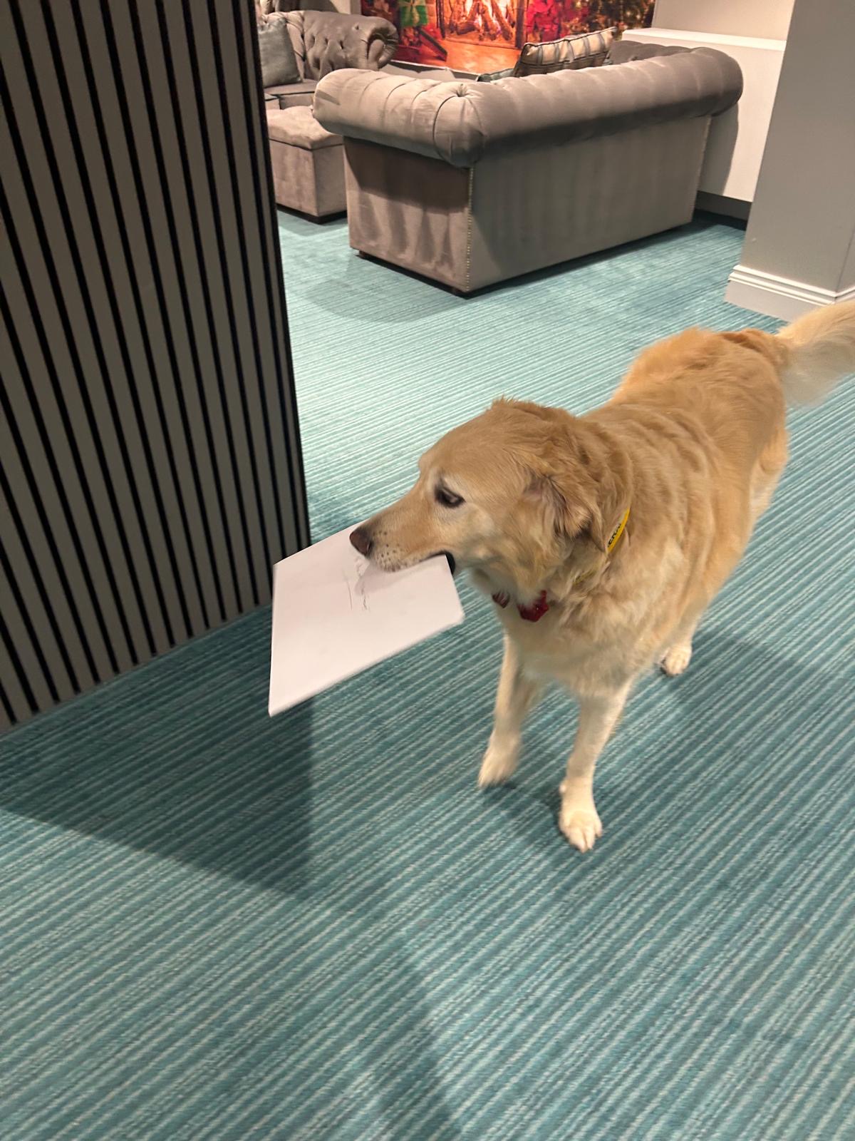 Bailey the Dog delivers his Christmas Card - London Post