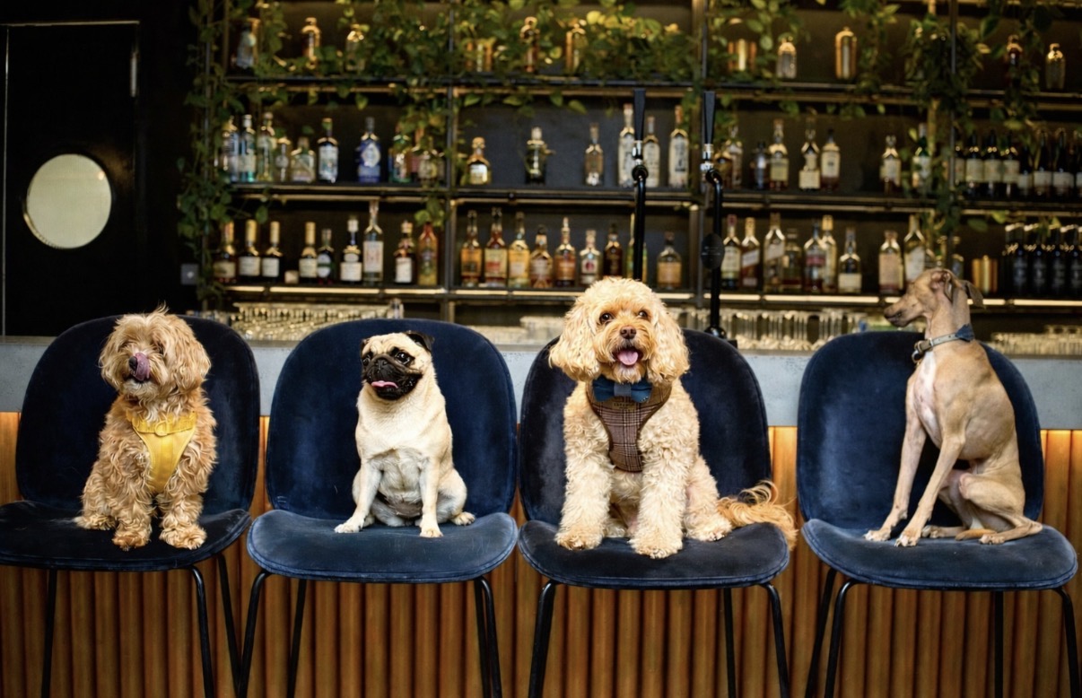 First-of-Its-Kind Members Club for Dogs and Their Humans Launches in ...