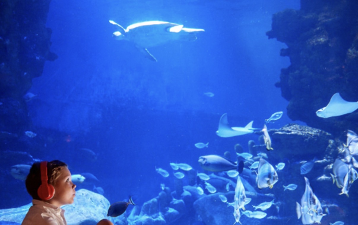 SEA LIFE partners with Yoto to launch SEA Life Discovery audio tour ...
